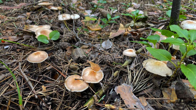 Close-up of Small Toadstool Mushrooms in the Forest Stock Photo - Image ...