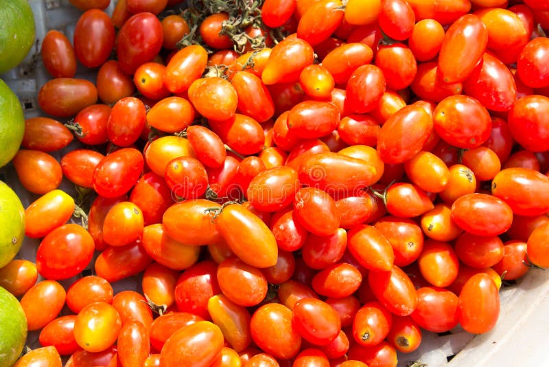 Close up small tomatoes stock photo. Image of agriculture - 34189036