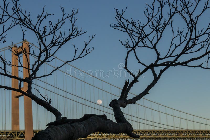 Close Up of a Small Tree Branch in Front of a Suspension Bridge Stock ...
