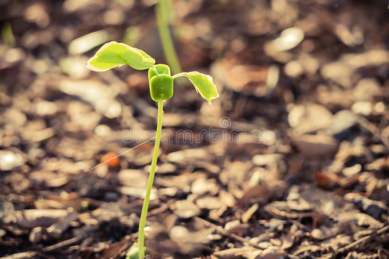 Close Up of the Small Tree in Morning and Sun Light Stock Photo - Image ...