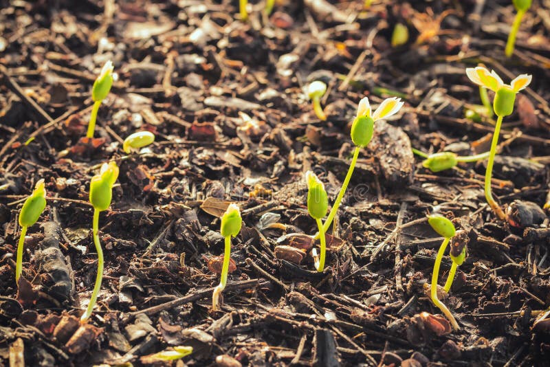 Close Up of the Small Tree in Morning and Sun Light Stock Image - Image ...