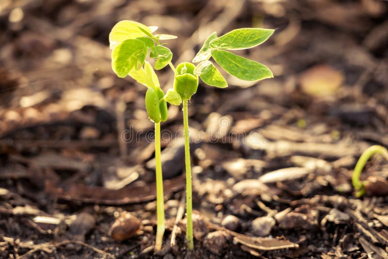 Close Up of the Small Tree in Morning and Sun Light Stock Photo - Image ...