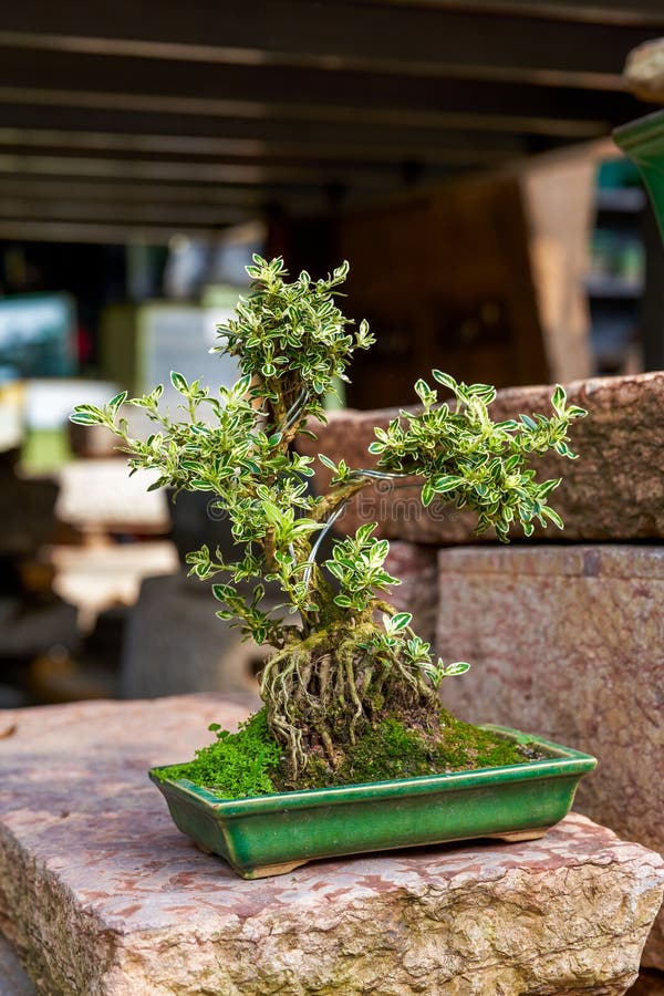 Close-up of a Small Tree Potted Plant in the Garden Stock Image - Image ...