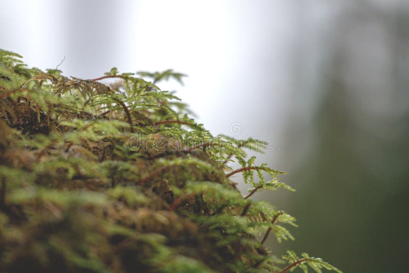 Close-up of Small Trees and Leaves with Moss and Blurred Green Trees ...