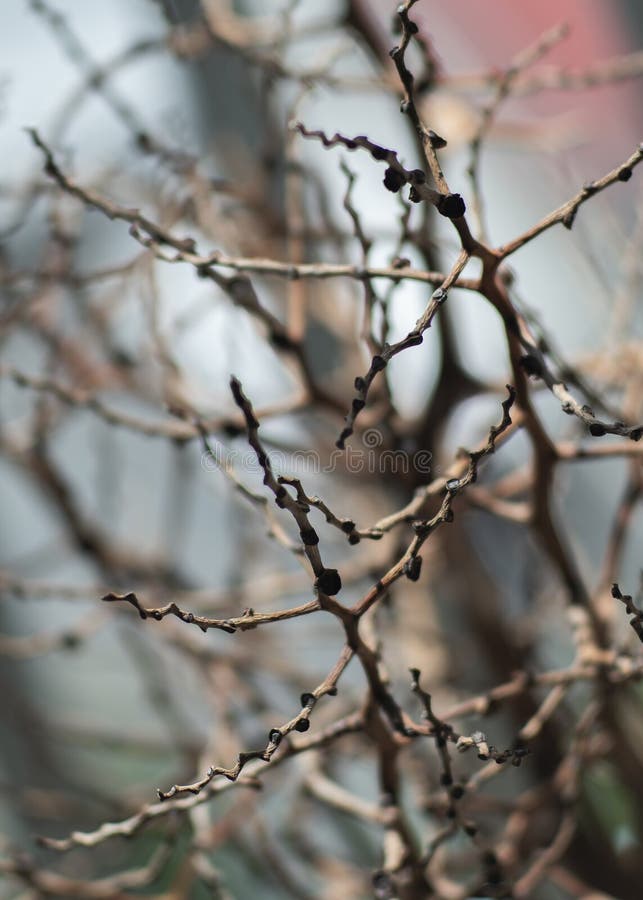 Close Up Small Twig with Light Behind Stock Photo - Image of sunlight ...