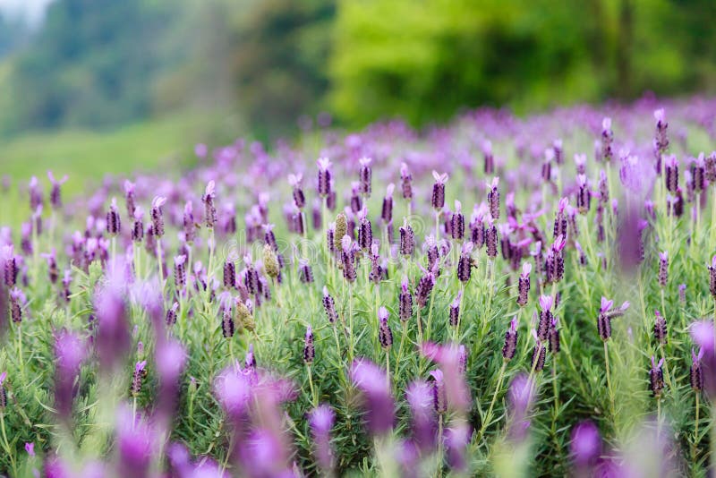 Small Violet Flowers in the Flower Field Stock Image - Image of field ...