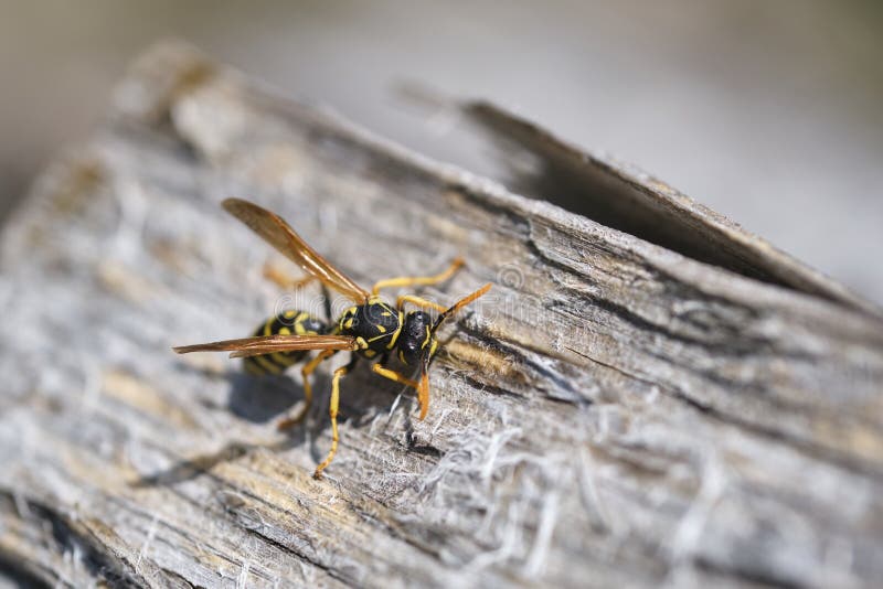 Wasp on wood stock image. Image of sunny, nature, closeup - 145673733