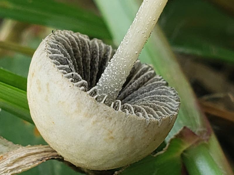 Close-up of a Small White Mushroom with a Gray Gill Structure Stock ...