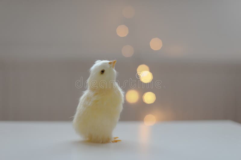 Close-up of a Small Yellow Chicken. Easter Card with a Copy Space ...