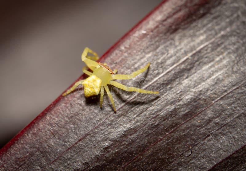 Close-up of a Small Yellow Crab Spider (Thomisus Onustus) on a Textured ...