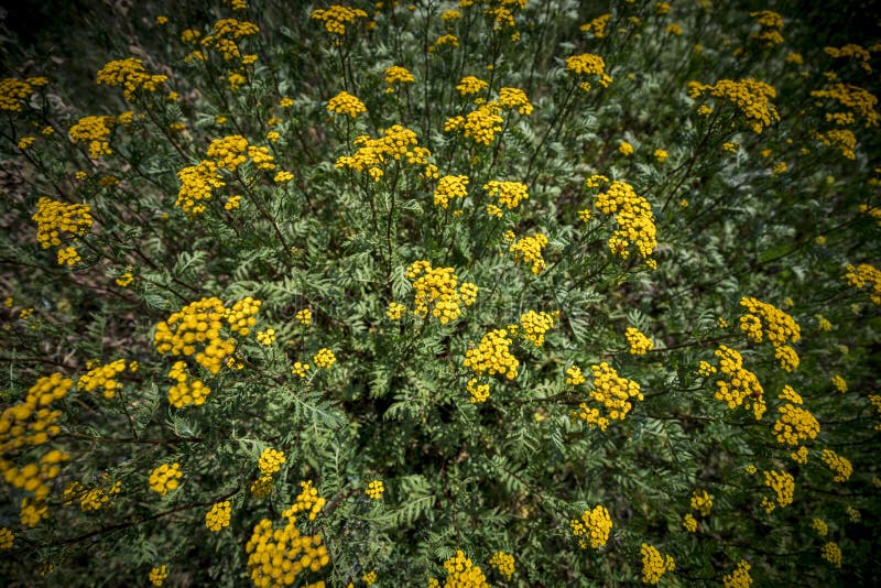 Close-up of Small Yellow Flowers Stock Photo - Image of spring ...
