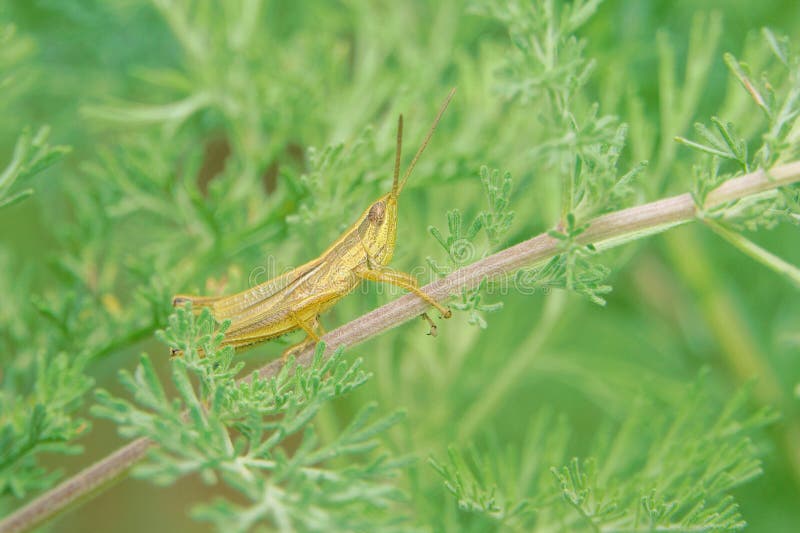 Yellow locust stock image. Image of hopper, grasshopper - 271848403