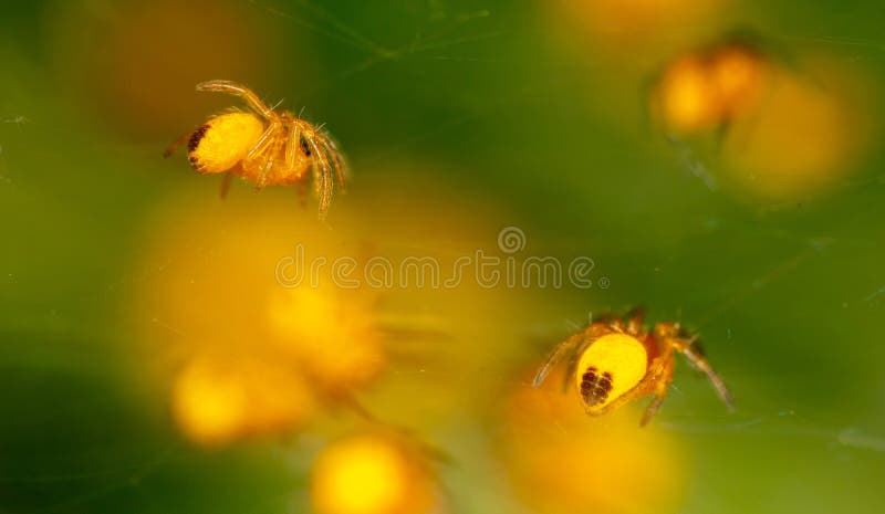 Close-up of Small Yellow Spiders in Nature. Stock Photo - Image of ...