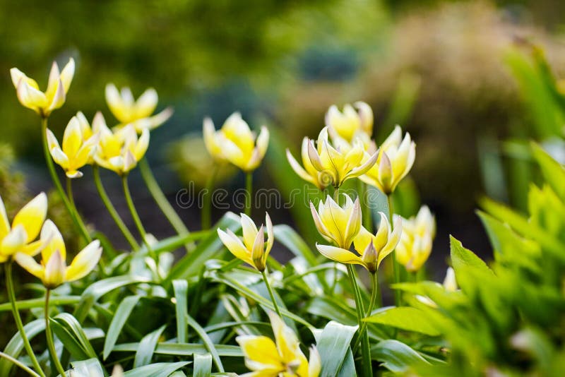 Close Up of Small Yellow Tulips on a Blurry Background, Place for Text ...