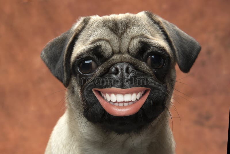 Close-up of Smile Pug. Human Lips Stock Image - Image of lips, cute ...