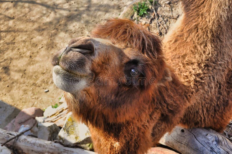 Close-up of a Smiling Camel`s Face Stock Photo - Image of dromedary ...