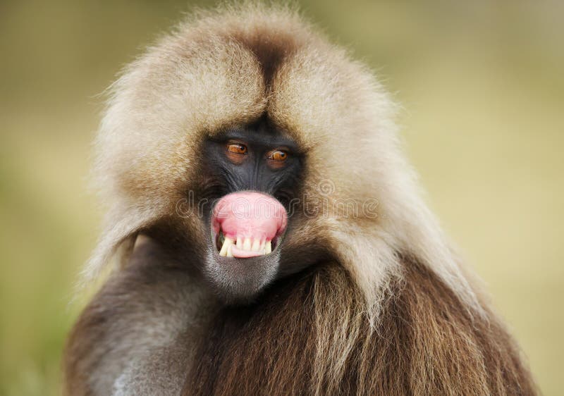 Baboon showing his teeth stock image. Image of stodgy - 9517819