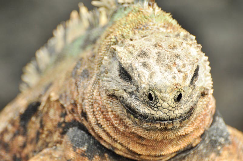 Marine Iguana Smiling stock image. Image of reptile, marine - 6128873