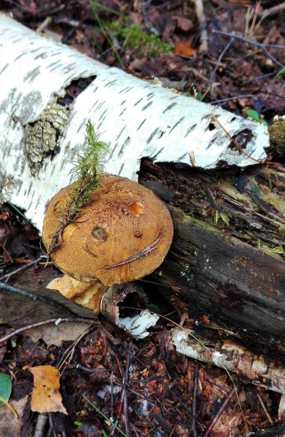 Smiling Mushroom in the Forest Stock Image - Image of mushroom ...