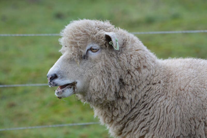 Close Up of a Smiling Sheep Grazing in a Field Stock Photo - Image of ...
