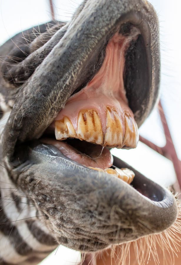 Smiling zebra woman stock photo. Image of female, young - 78656788