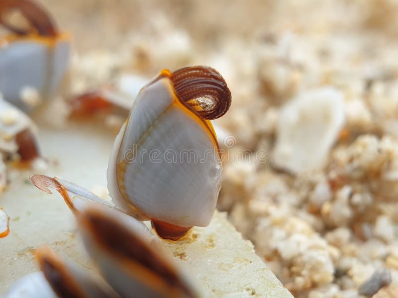 Close Up Smooth Gooseneck Barnacle on the Beach Stock Photo - Image of ...