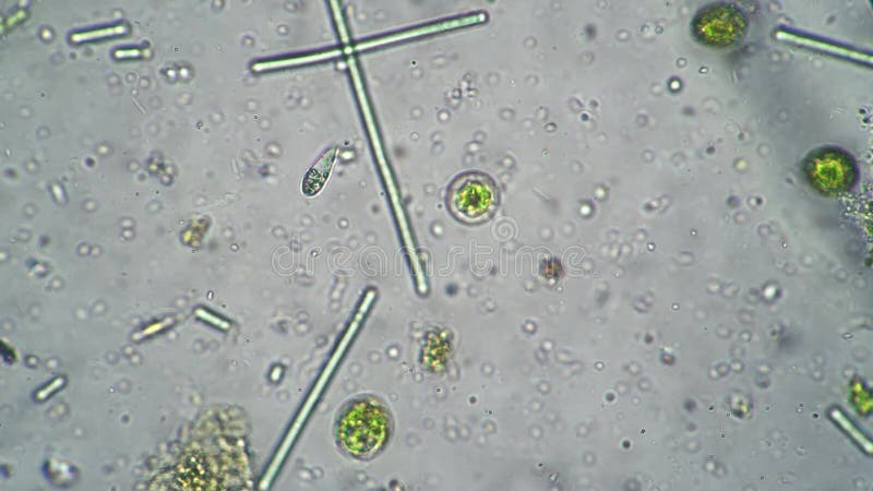 Close-up the Smooth Movement of Camera for Panning Various Bacteria in ...