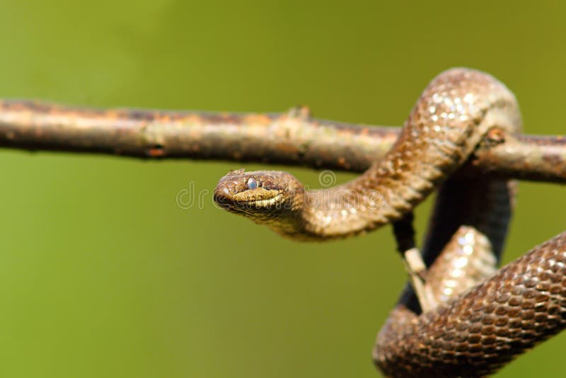 Snake climbing up stock photo. Image of large, coil, scales - 31342184