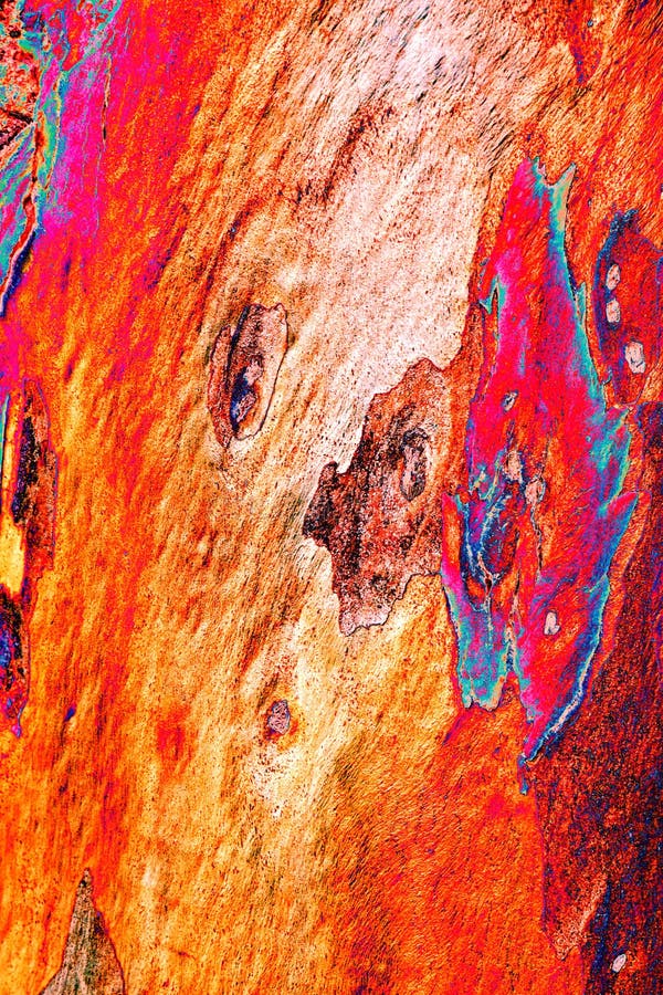 Close-up of Smooth Tree Bark, Smooth Bark with Few Knots. Changed Color ... Close-up of Smooth Tree Bark, Smooth Bark with Few Knots. Changed Color ...