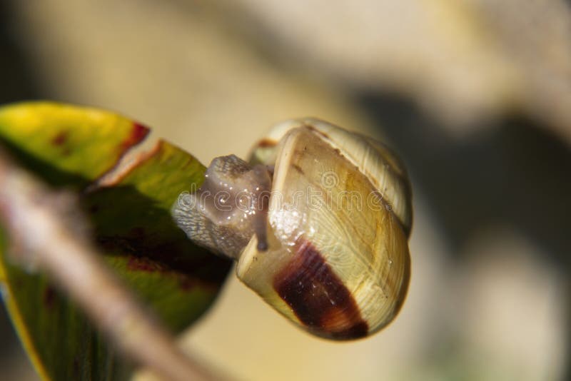 Close up of a snail stock image. Image of snail, animals - 229850033