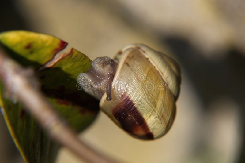 Close up of a snail stock photo. Image of spiral, slow - 229850038