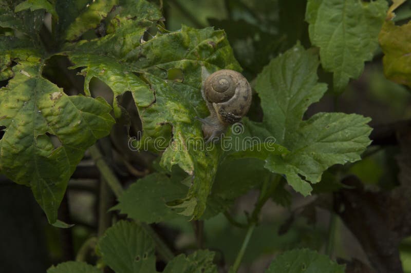 Close-up: Snail Consuming Common Hop Leaves Stock Image - Image of ...