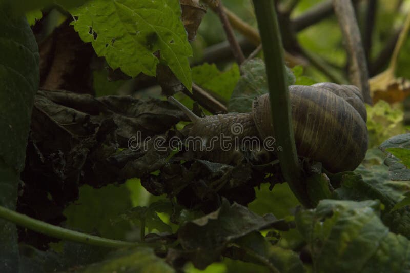 Close-up: Snail Consuming Common Hop Leaves Stock Photo - Image of ...