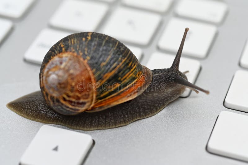 Slow Snail Crawling on Computer Keyboard Stock Photo - Image of macro ...
