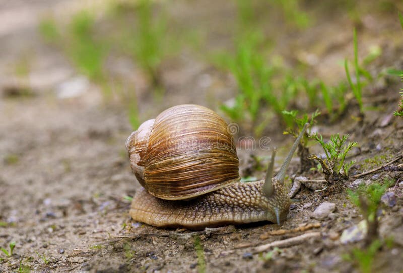Close-up of a Snail Crawling on the Ground. Stock Photo - Image of ...