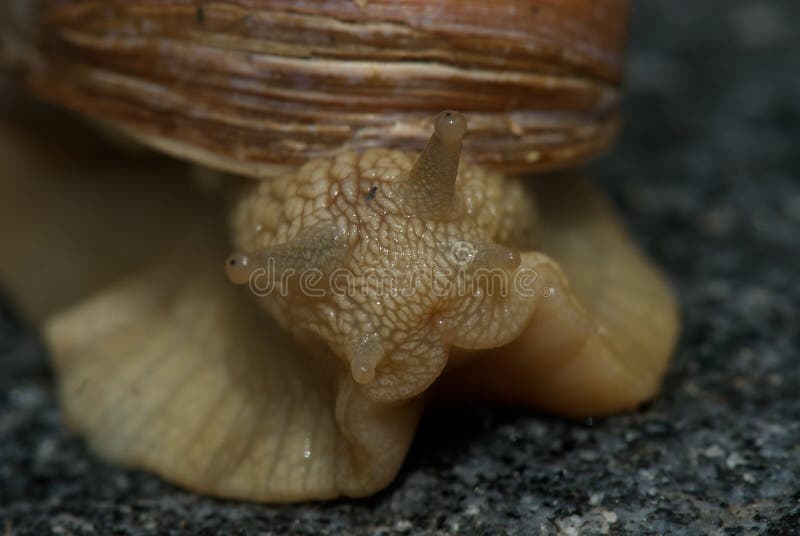 Close-up Snail stock image. Image of walking, wall, slide - 43548595