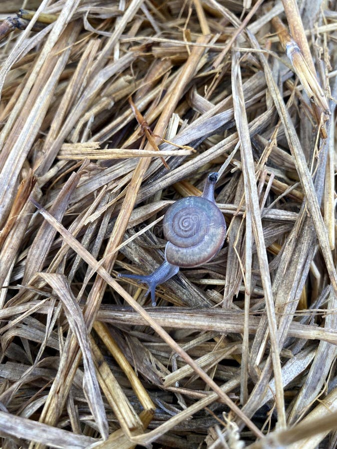 Snail Crawling on the Straw Stock Image - Image of selective, focus ...
