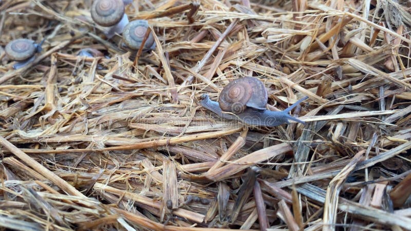 Snail Crawling on the Straw Stock Footage - Video of straw, natural ...
