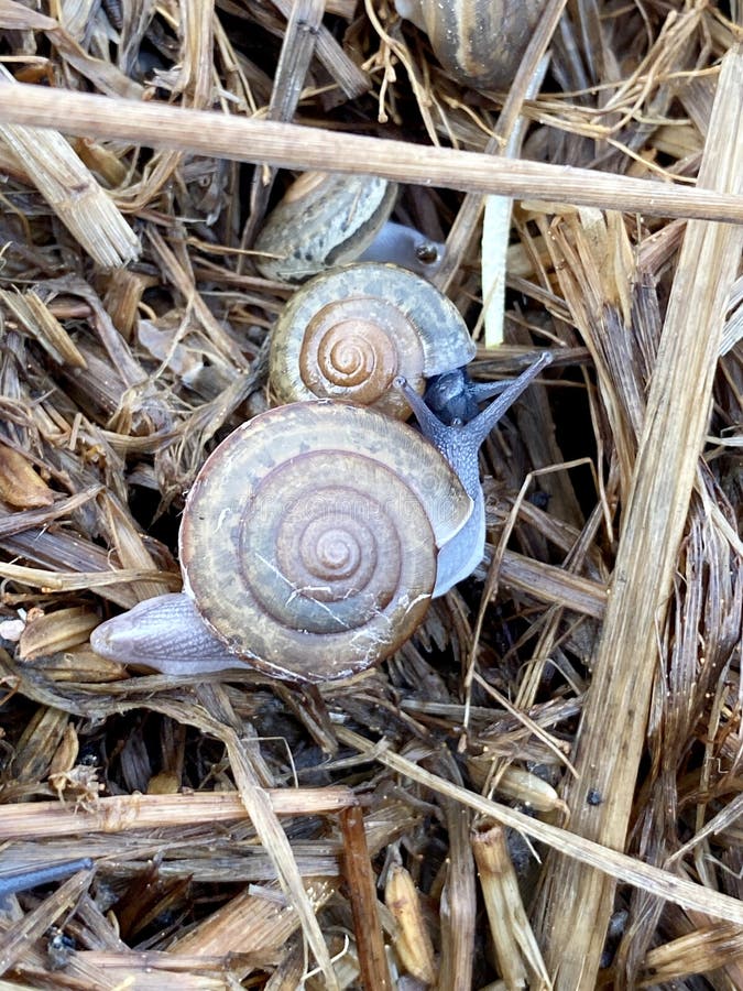 Snail on dry straw stock image. Image of environment - 255646393