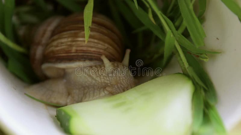 Close-up Snail Eats Vegetables.Garden Snail Close-up Eats Green ...