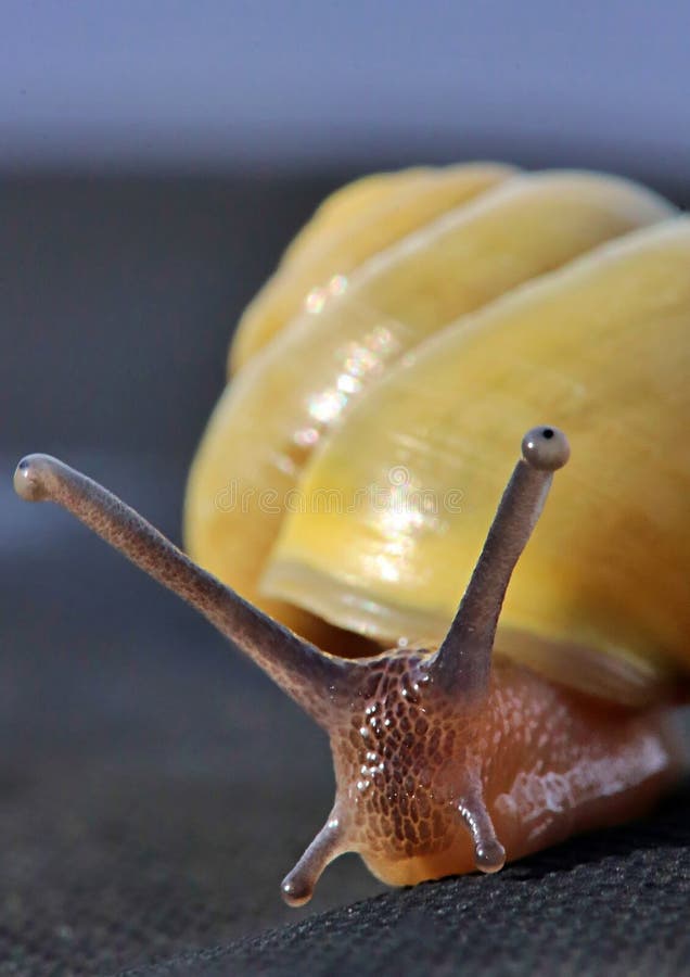 Close up of snail face stock photo. Image of stalks - 299992514