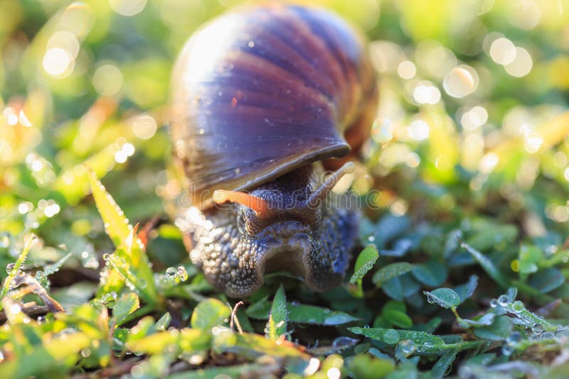 Close up snail on grass stock photo. Image of garden - 47506108