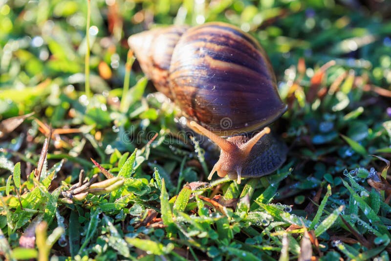 Close up snail on grass stock image. Image of pest, nature - 47506245