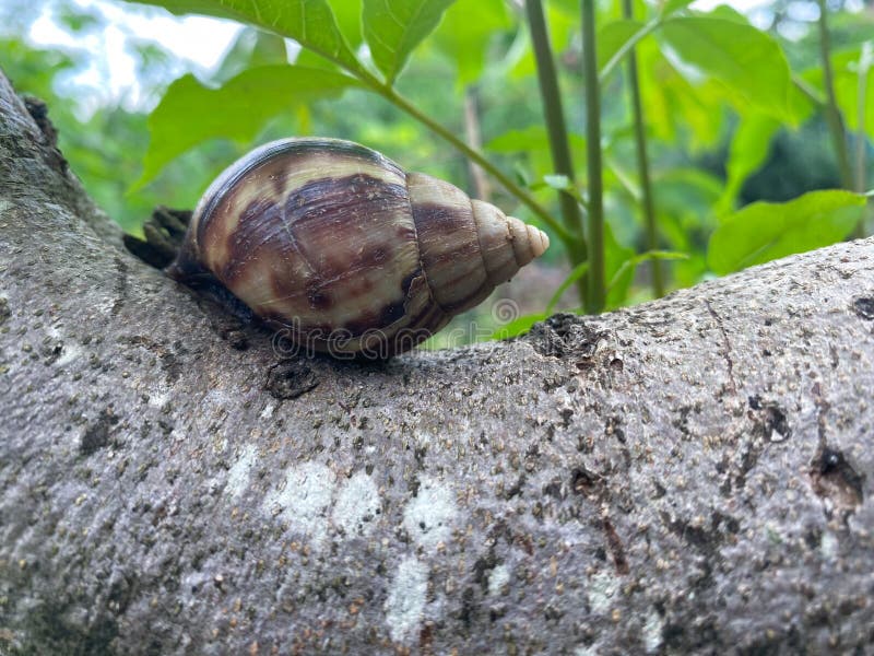 Close Up Snail Moving Slowly on a Log. Crawling Snail on a Log Plant ...