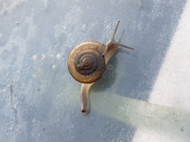 Snail on plastic fabric stock photo. Image of parasit - 252962626