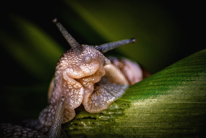 Close-up of a Snail in the Shade Stock Photo - Image of nature, shell ...