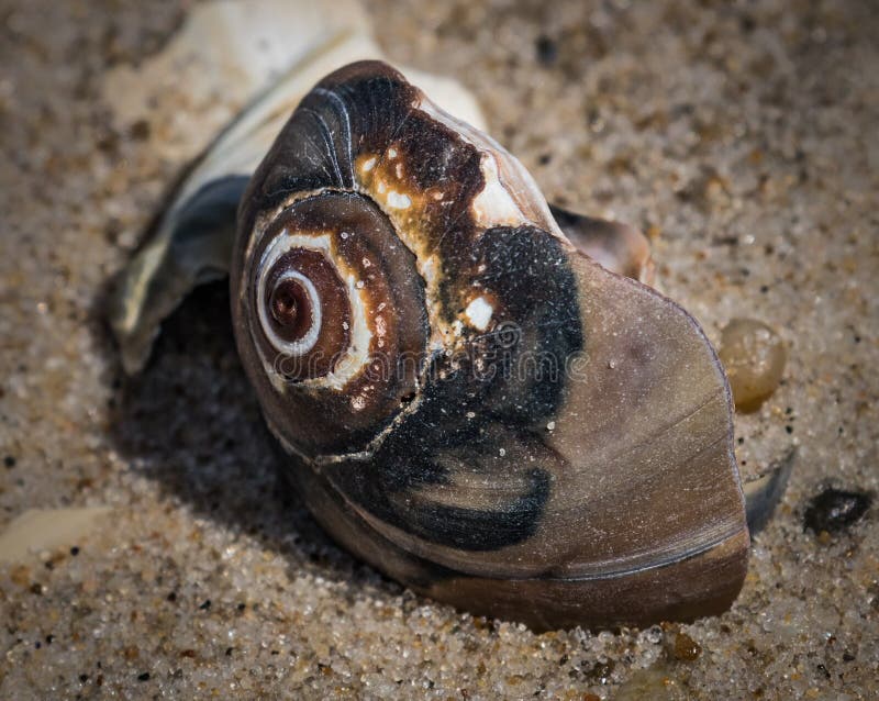 Close-up of a Snail Shell on the Beach Stock Image - Image of seashells ...