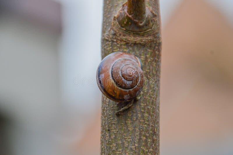 Snail on a Branch stock photo. Image of slug, brown - 108729294