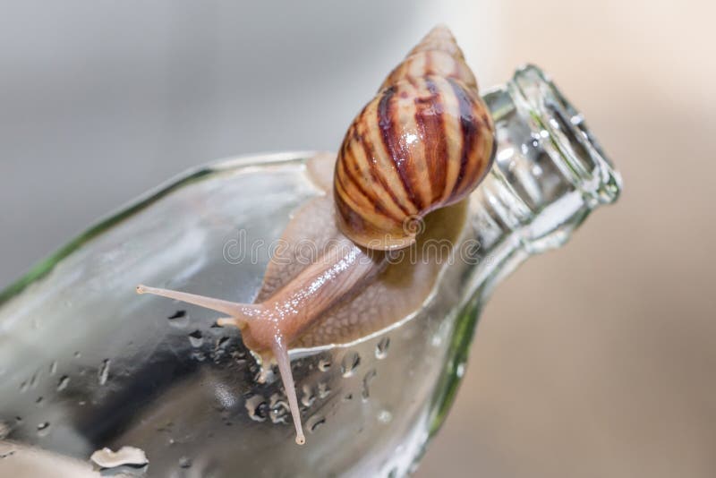 Bottle snail stock image. Image of garden, tropical - 115108405