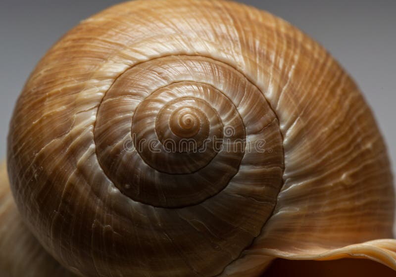 Close-up of a Snail Shell with Concentric Spiral Patterns. the Shell ...